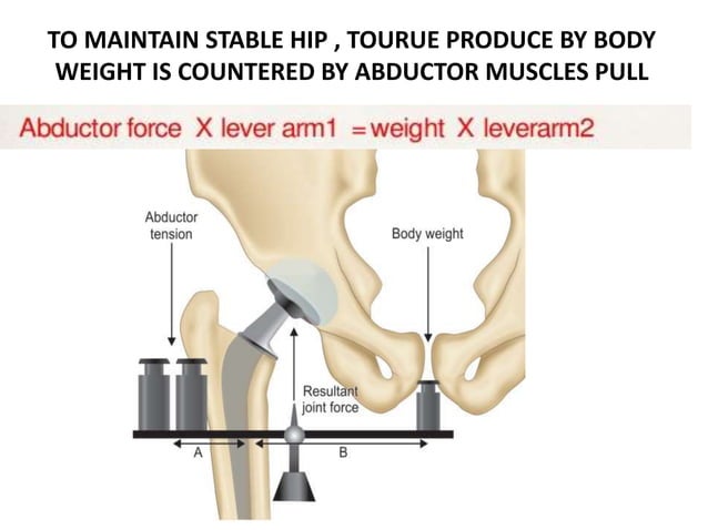 BIOMECHANICS OF HIP JOINT | PPTX | Bone and Joint Conditions | Diseases and Conditions