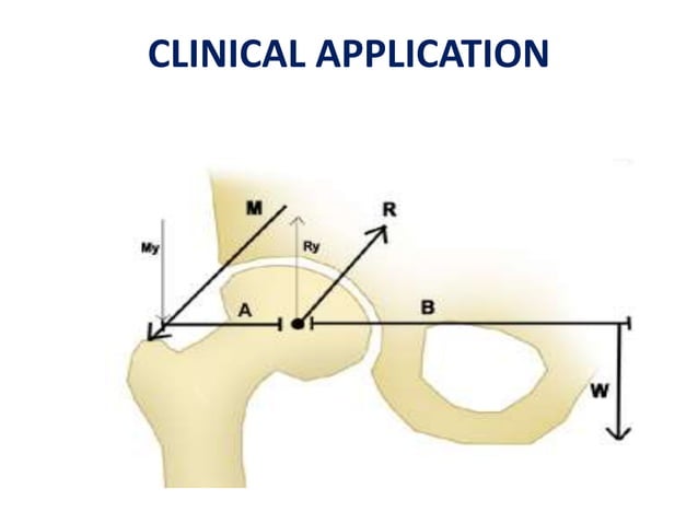BIOMECHANICS OF HIP JOINT | PPTX | Bone and Joint Conditions | Diseases ...