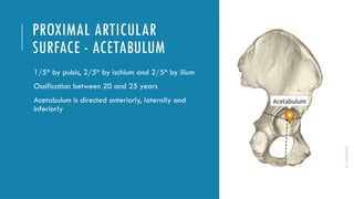 biomechanics of hip ppt for post graduates | PPTX