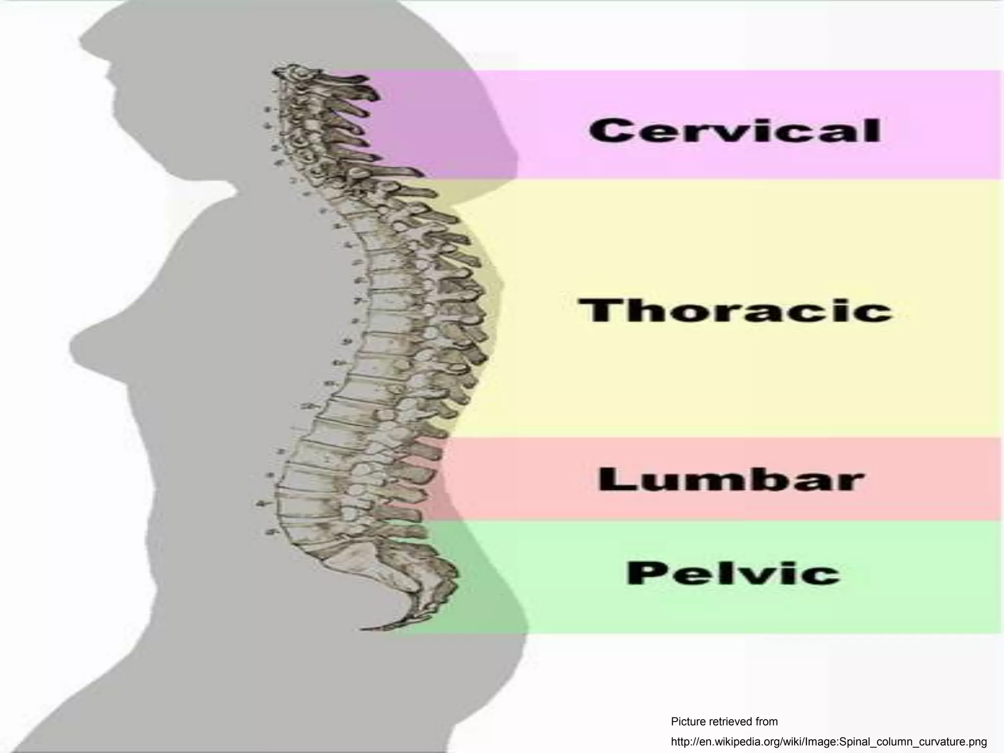 biomechanicsofhumanspine-190930194450.pdf