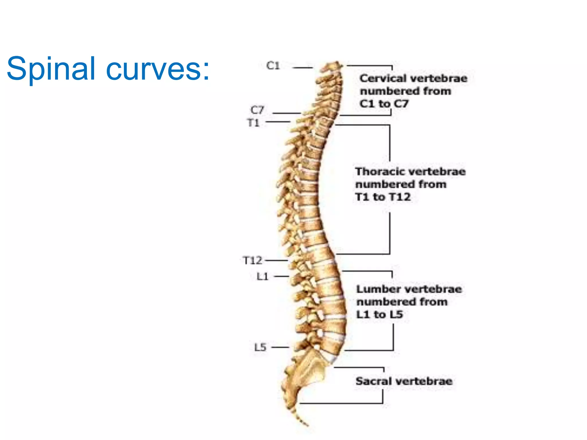 Biomechanics of human spine. | PPTX