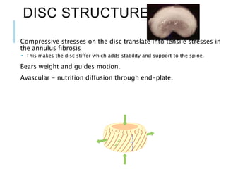 Biomechanics of human spine. | PPTX