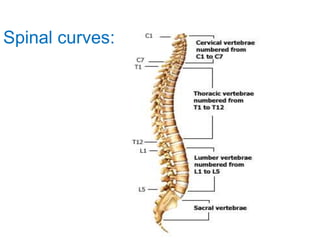Biomechanics of human spine. | PPTX | Death, Injury, or Military ...