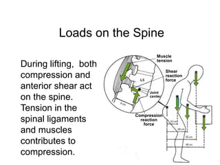 Biomechanics of human spine. | PPTX