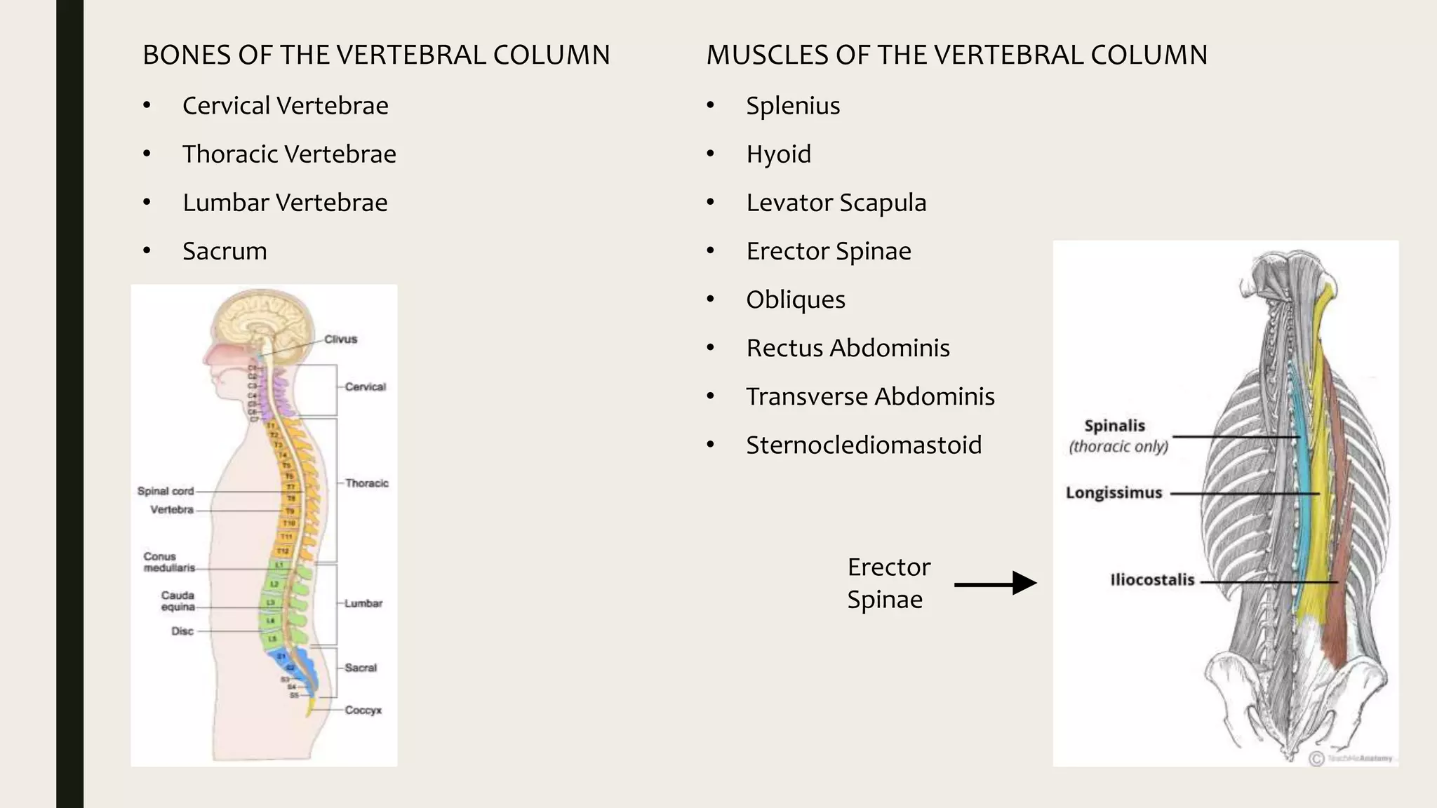 Biomechanics of joints | PPTX