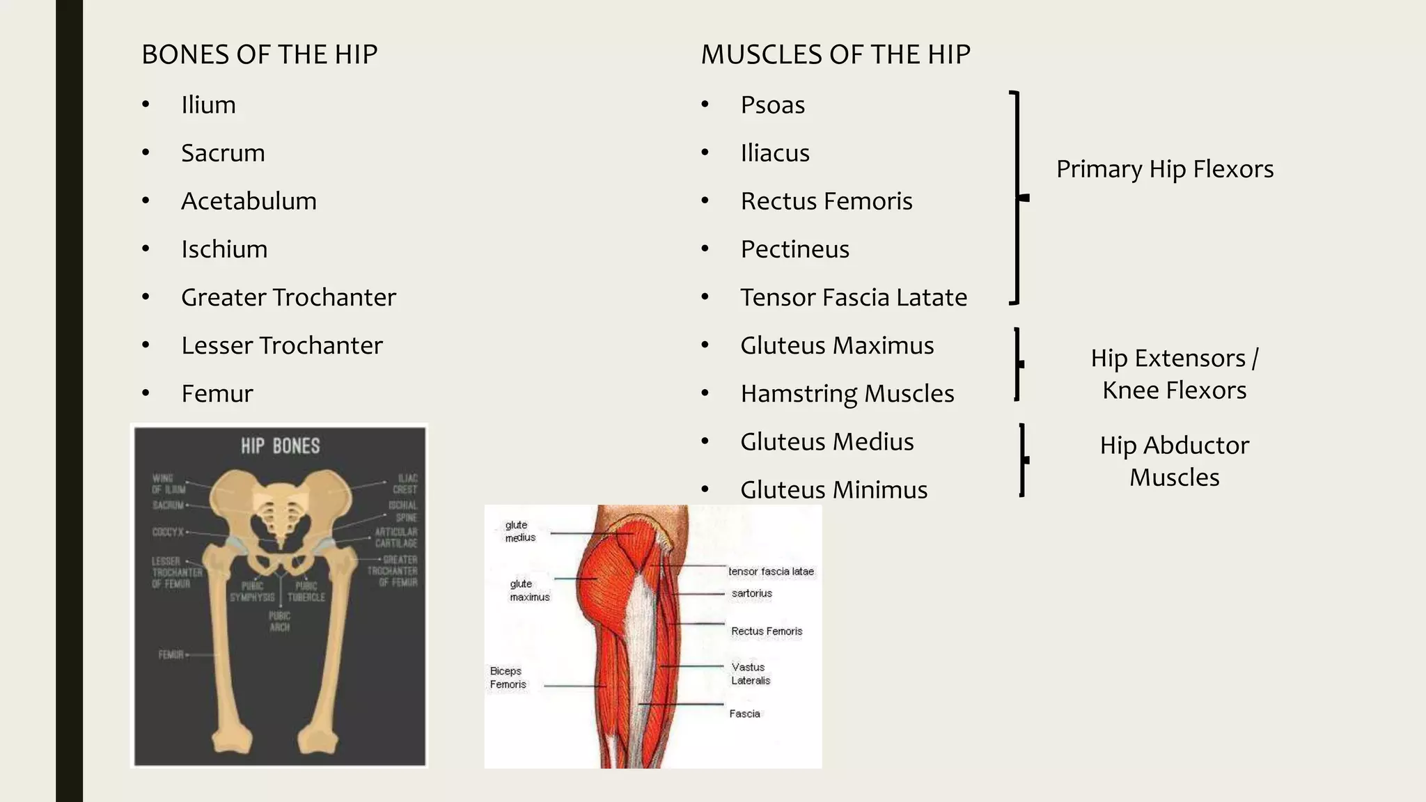 Biomechanics of joints | PPTX