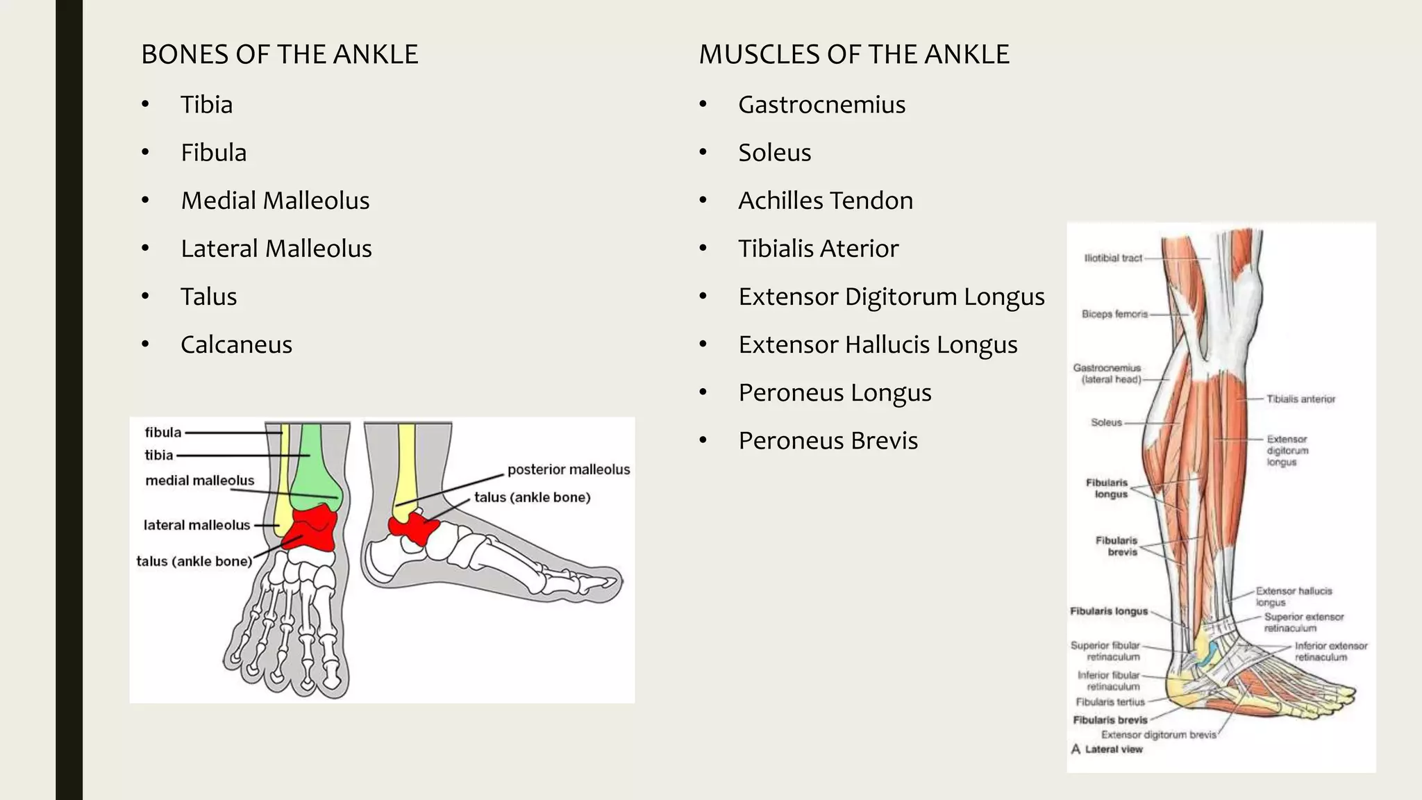 Biomechanics of joints | PPTX