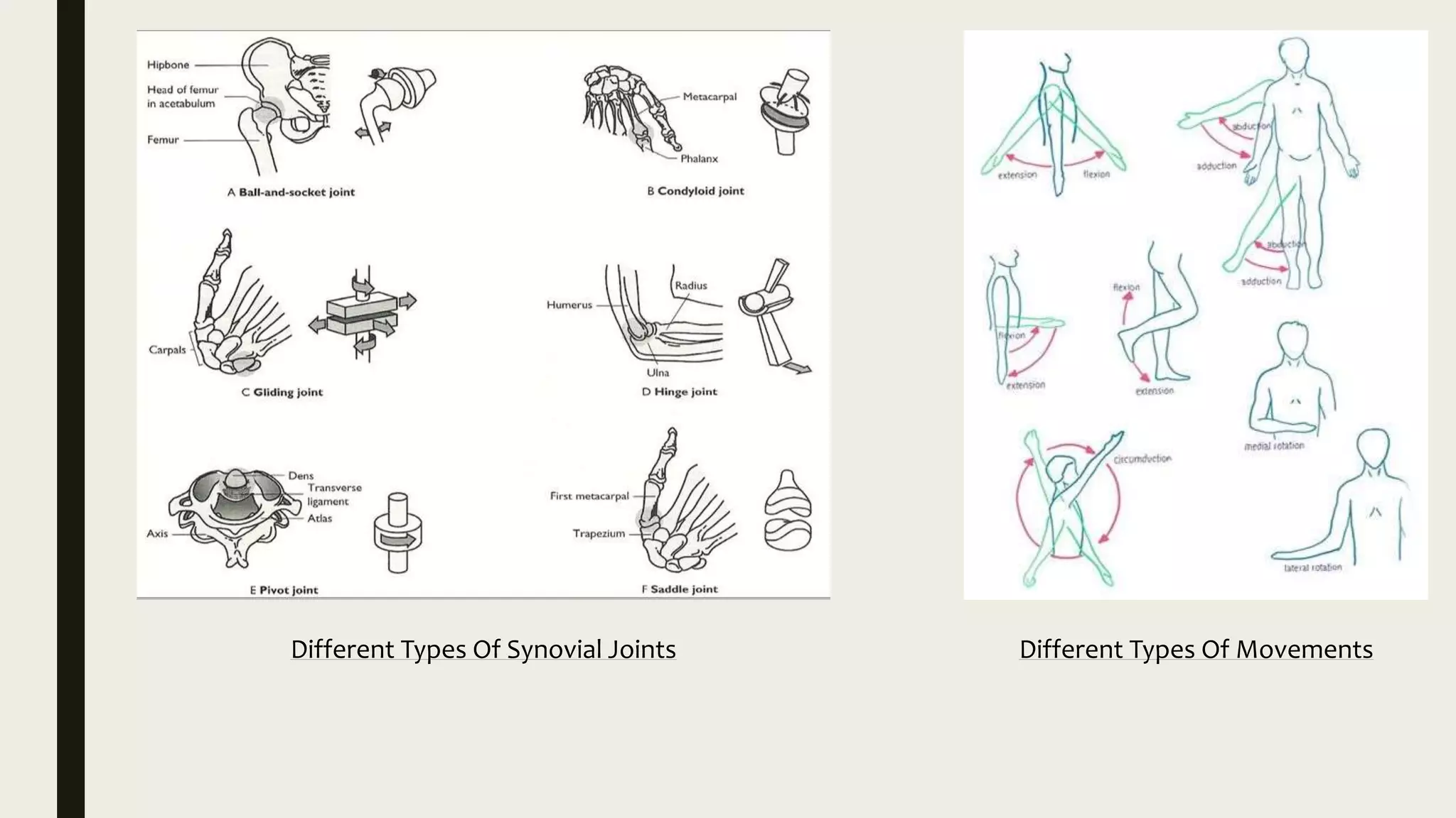 Biomechanics of joints | PPTX