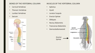 Biomechanics of joints | PPTX