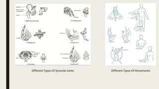 Biomechanics of joints | PPTX