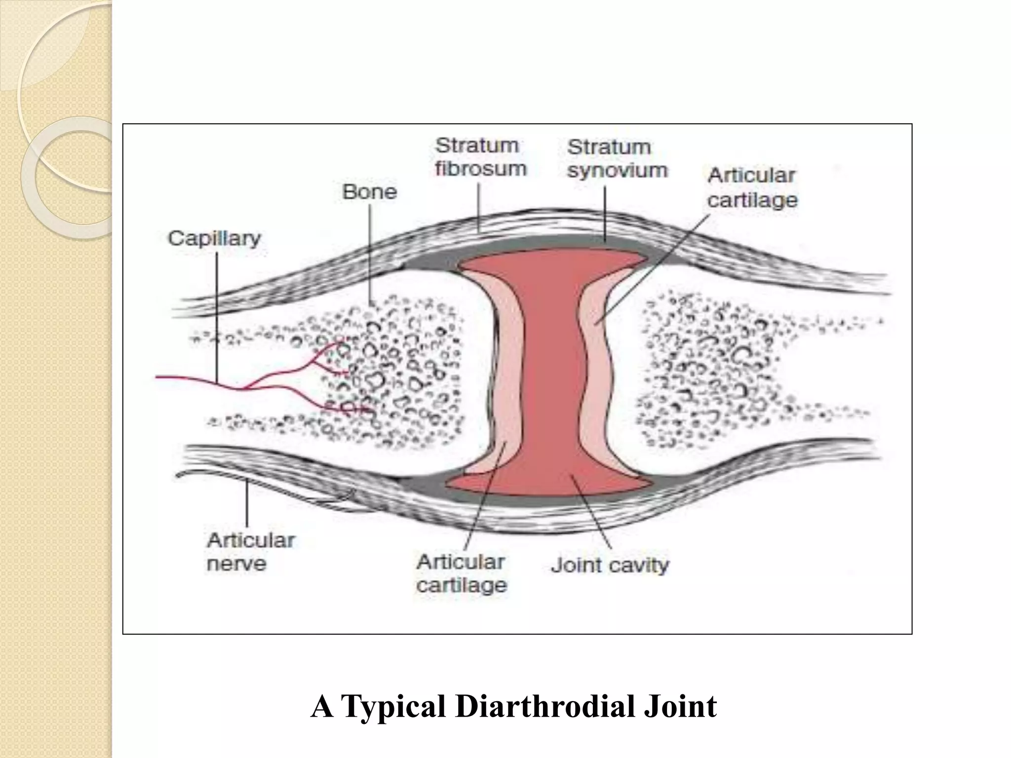 biomechanics of joints.pptx