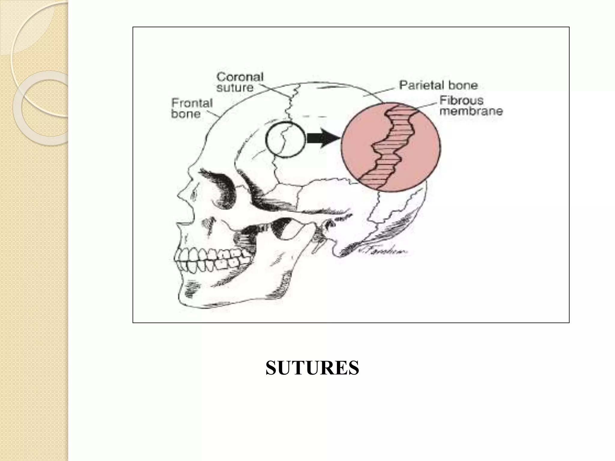 biomechanics of joints.pptx