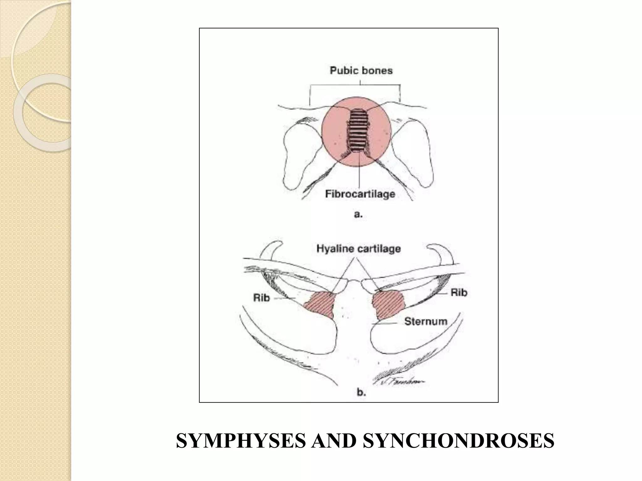 biomechanics of joints.pptx