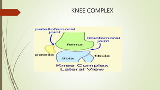Biomechanics of knee | PPTX