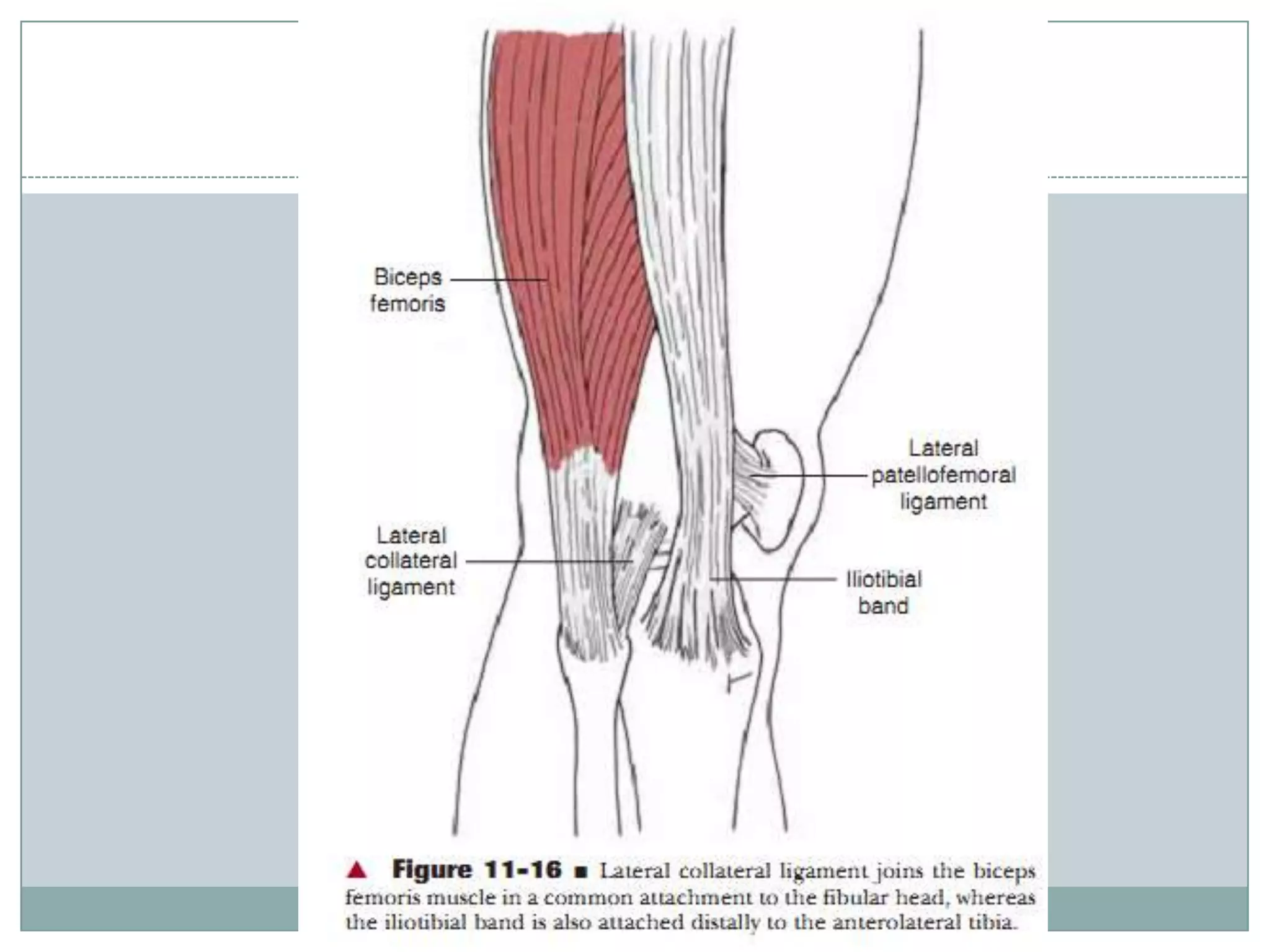 Biomechanics of Knee Complex .pdf
