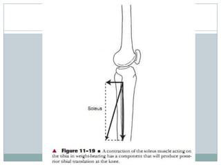 Biomechanics of Knee Complex .pdf