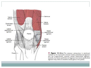 Biomechanics of knee complex 3 | PPTX