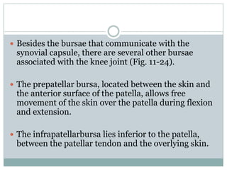 Biomechanics of knee complex 5 bursae | PPTX