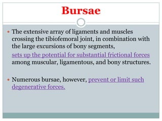 Biomechanics of knee complex 5 bursae | PPTX