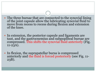 Biomechanics of knee complex 5 bursae | PPTX