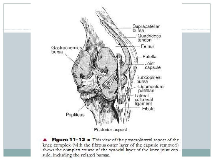 Bursa Knee Anatomy FPT Bursitis (pes Anserine Bursitis/pre Patellar