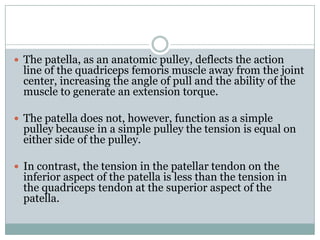 Biomechanics of knee complex 7 muscles | PPTX
