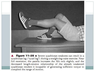 Biomechanics of knee complex 7 muscles | PPTX