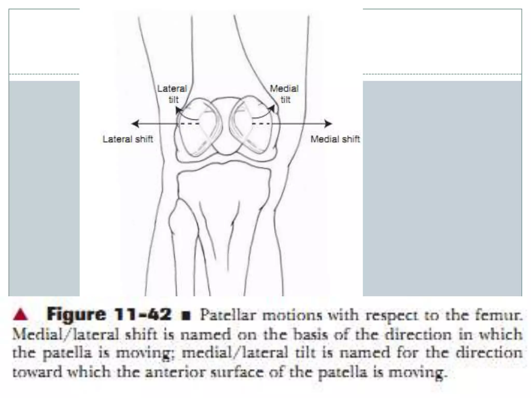 Biomechanics of knee complex 8 patellofemoral joint | PPTX