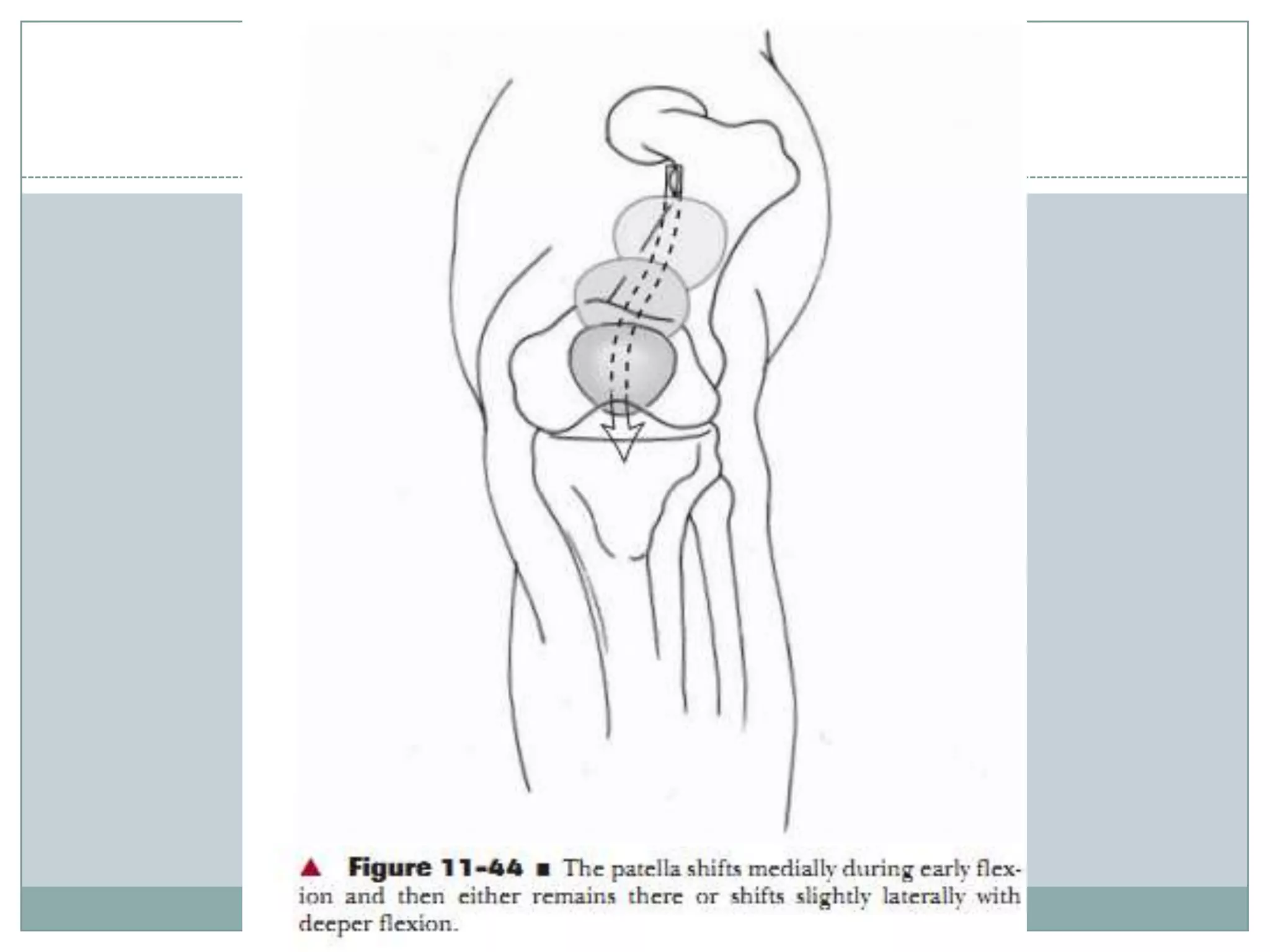 Biomechanics of knee complex 8 patellofemoral joint | PPTX