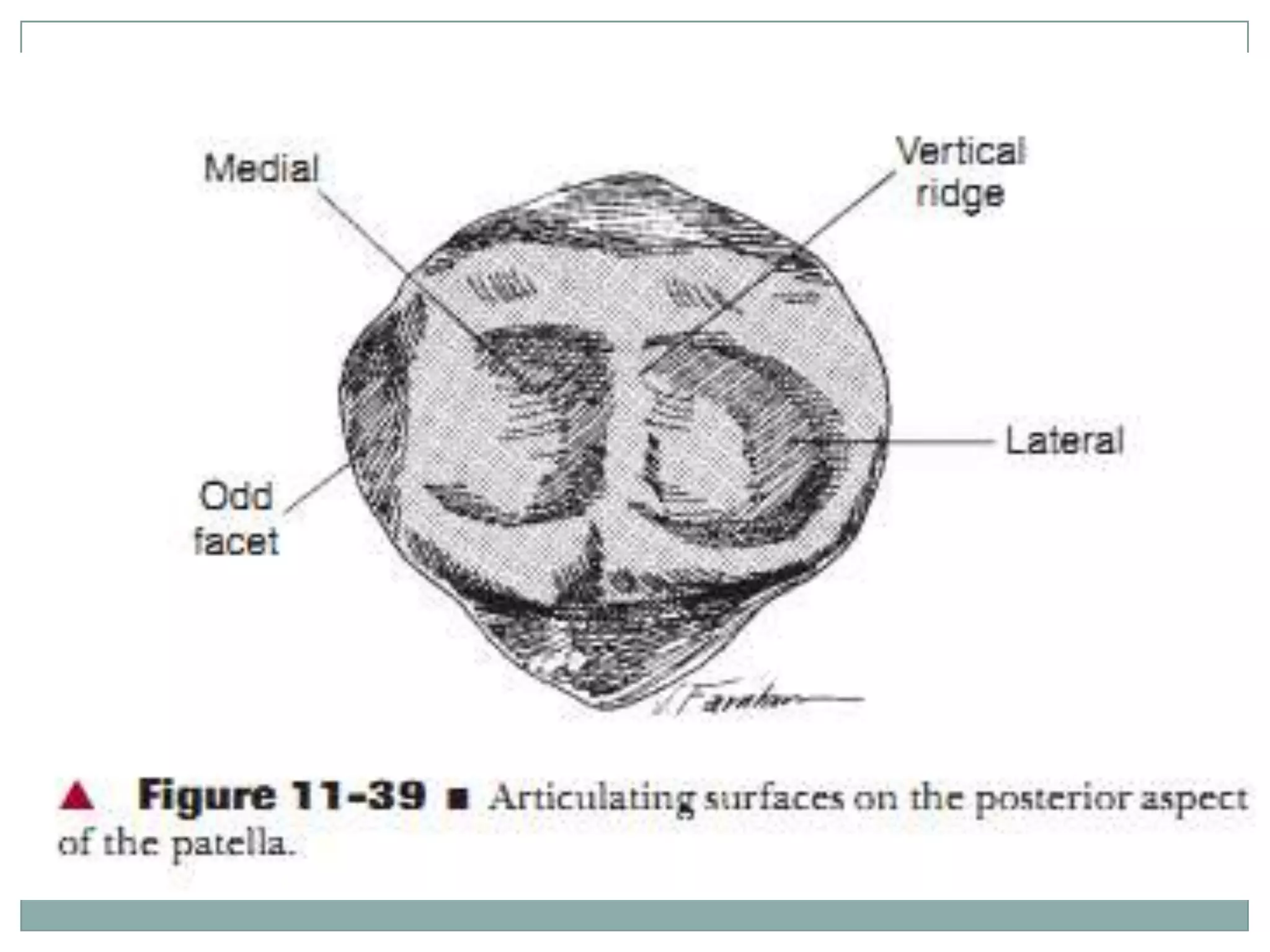 Biomechanics of knee complex 8 patellofemoral joint | PPTX