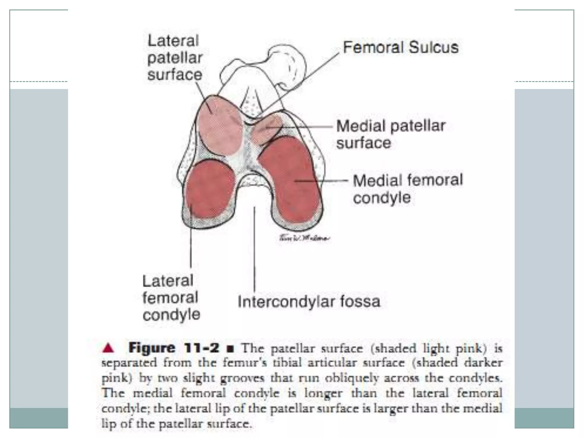 Biomechanics of knee complex 8 patellofemoral joint | PPTX