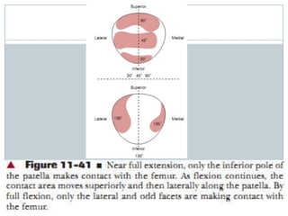 Biomechanics of knee complex 8 patellofemoral joint | PPTX