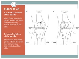 Biomechanics of knee complex 8 patellofemoral joint | PPTX