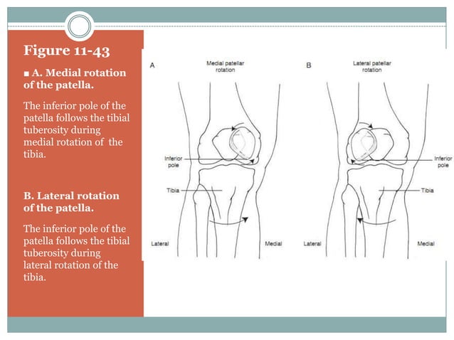 Biomechanics of knee complex 8 patellofemoral joint | PPTX