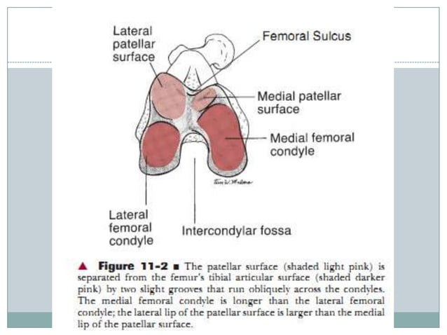 Biomechanics of knee complex 8 patellofemoral joint | PPTX