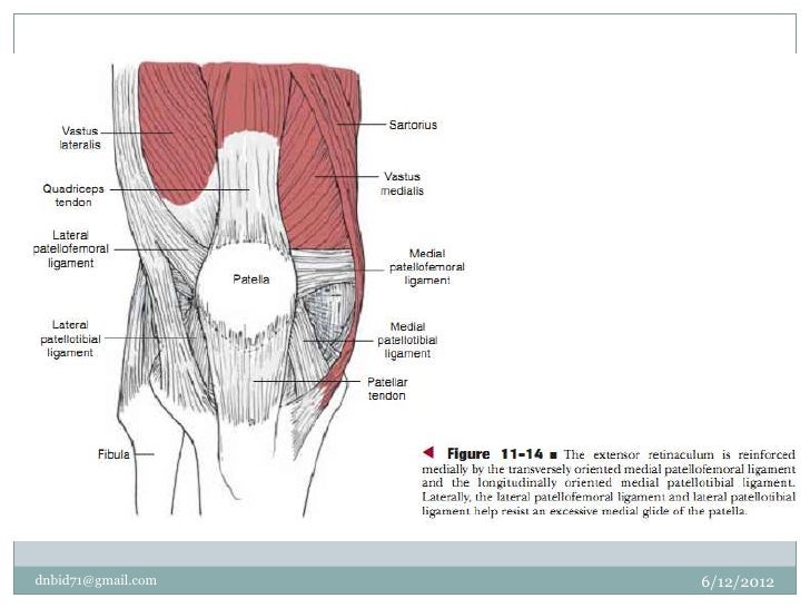 Biomechanics of knee complex 9 frontal plane patellofemoral jt stabil…