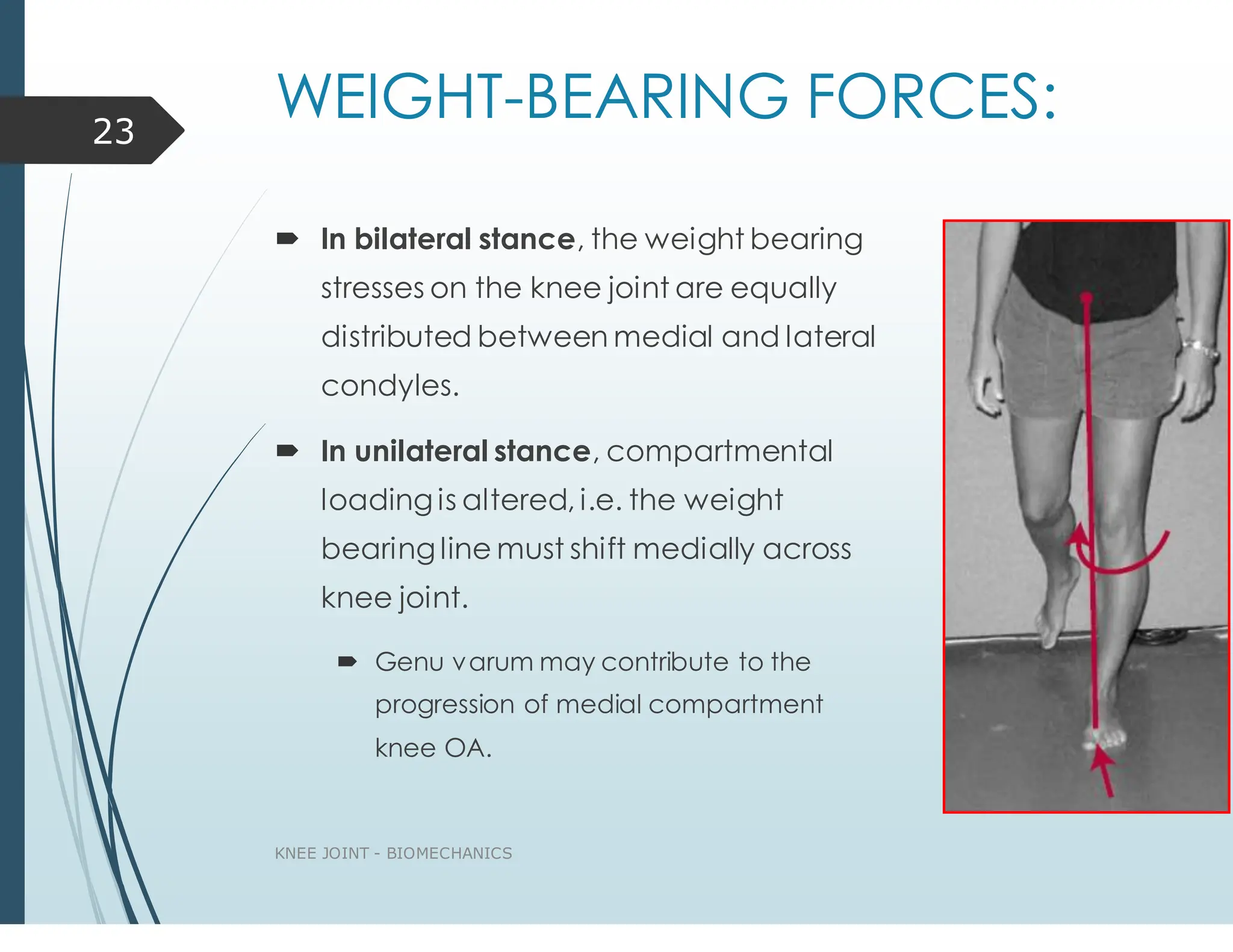 Biomechanics of knee joint.dbbdndxbwjdjrjrjr | PDF