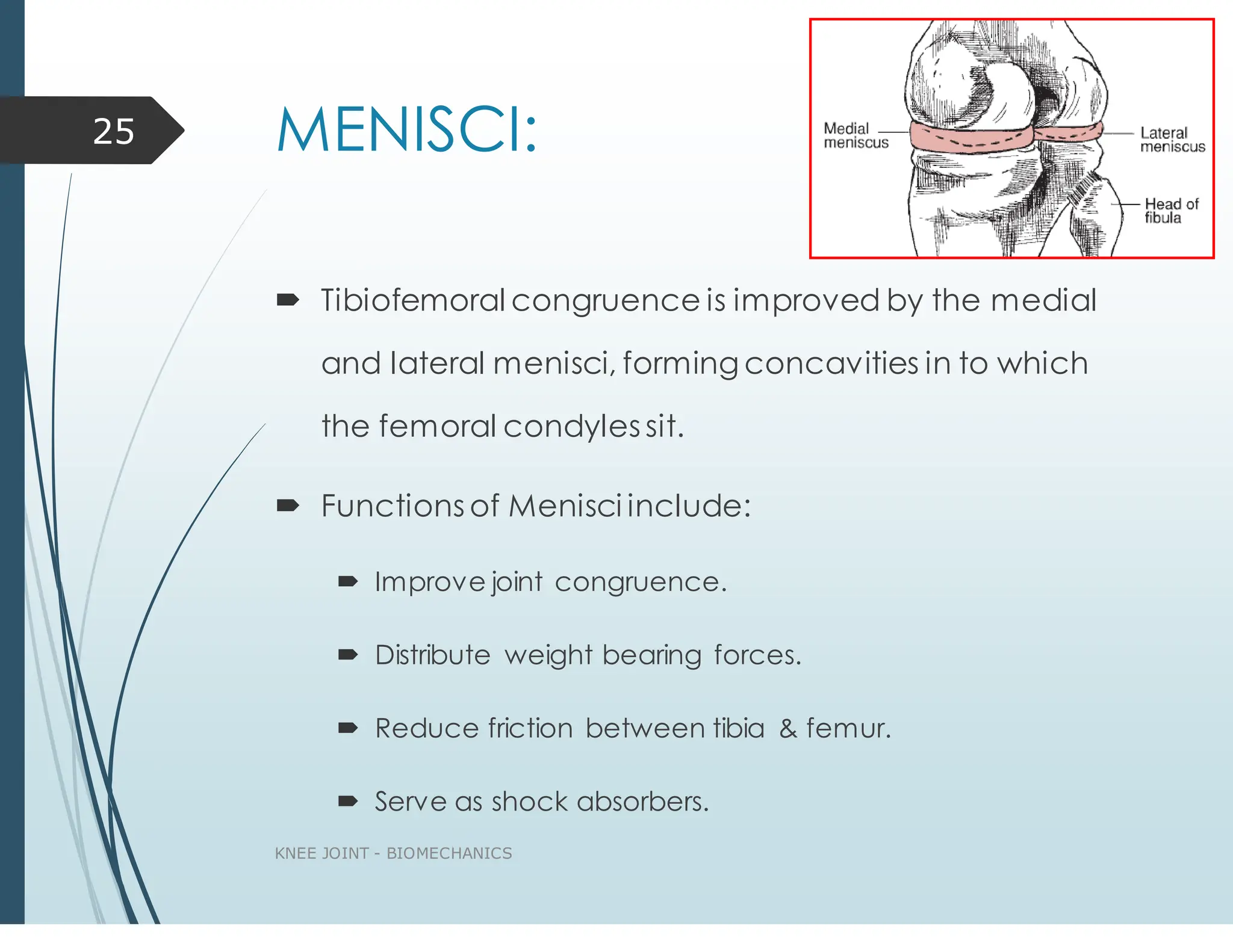 Biomechanics of knee joint.dbbdndxbwjdjrjrjr | PDF