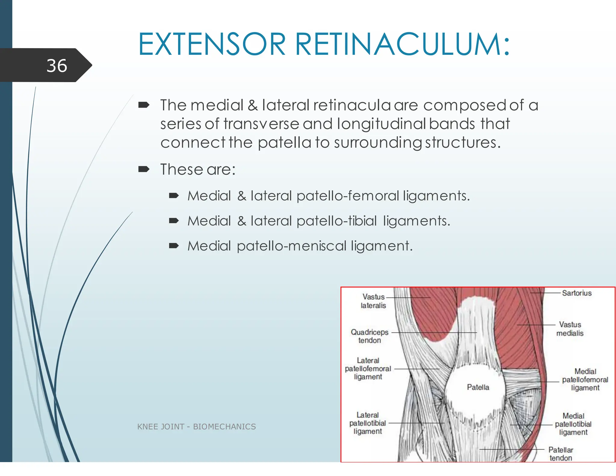 Biomechanics of knee joint.dbbdndxbwjdjrjrjr | PDF