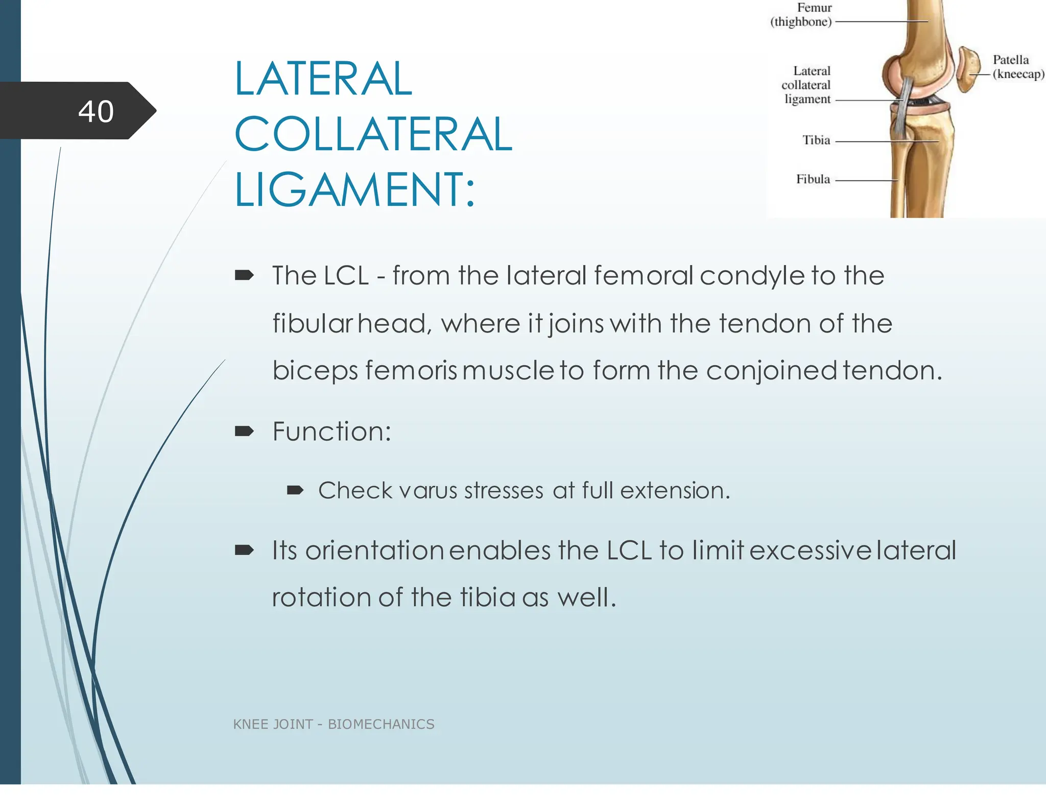 Biomechanics of knee joint.dbbdndxbwjdjrjrjr | PDF