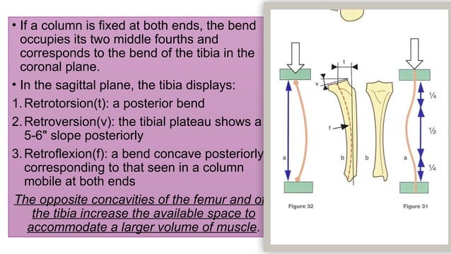 Biomechanics of Knee Joint For Orthopaedic Residents | PPT
