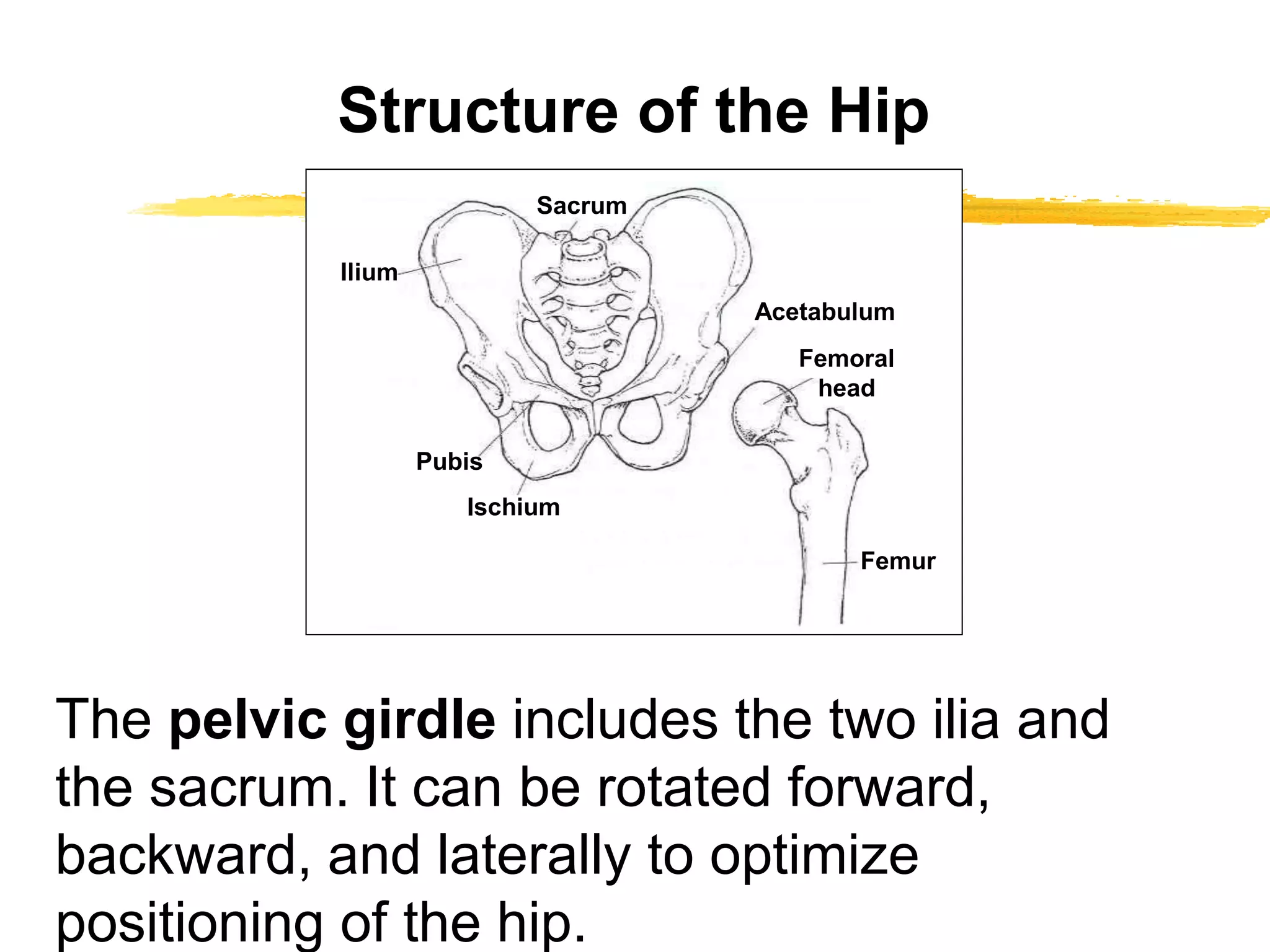 Biomechanics of lower Limb | PPT