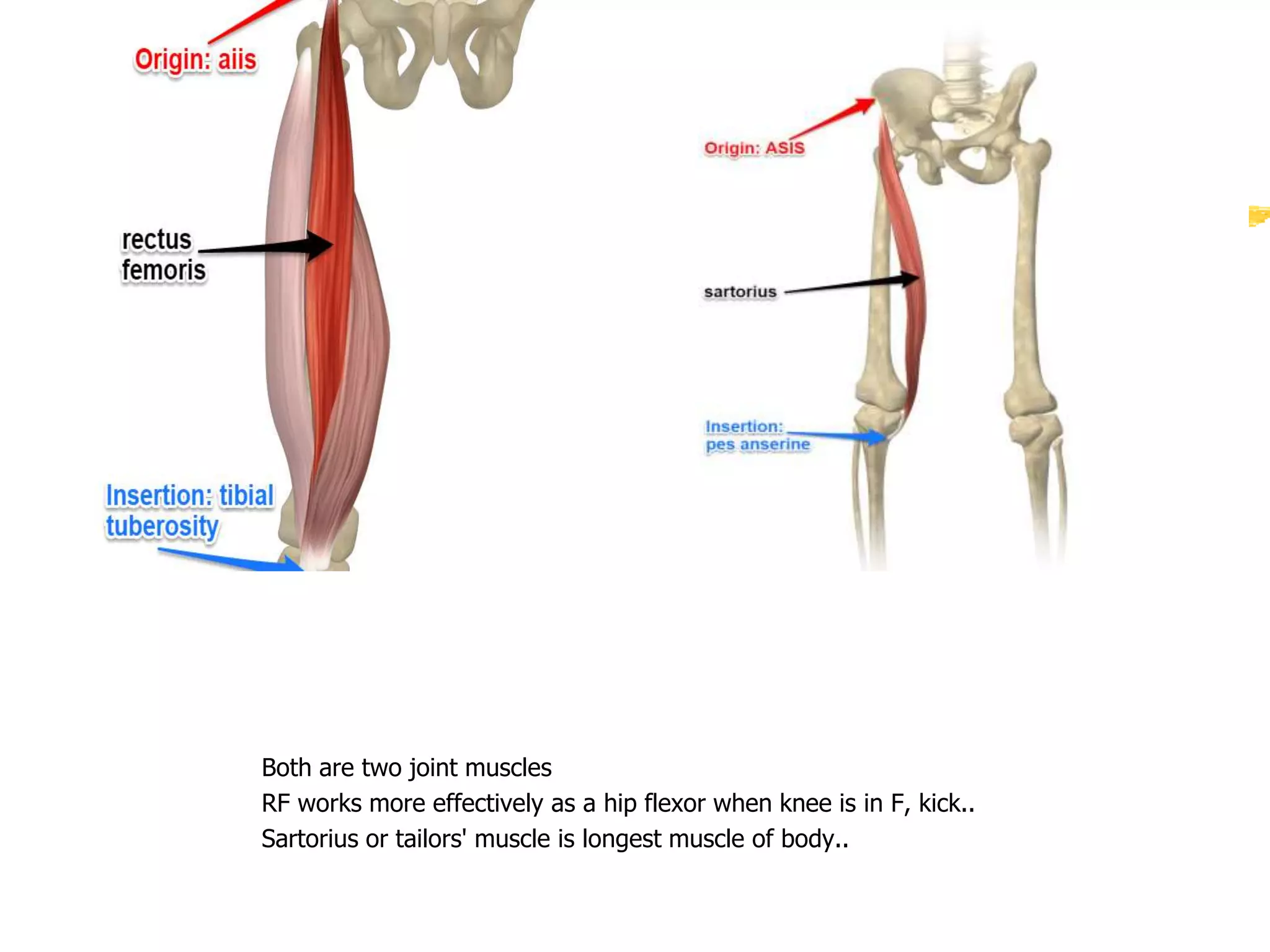 Biomechanics of lower Limb | PPT