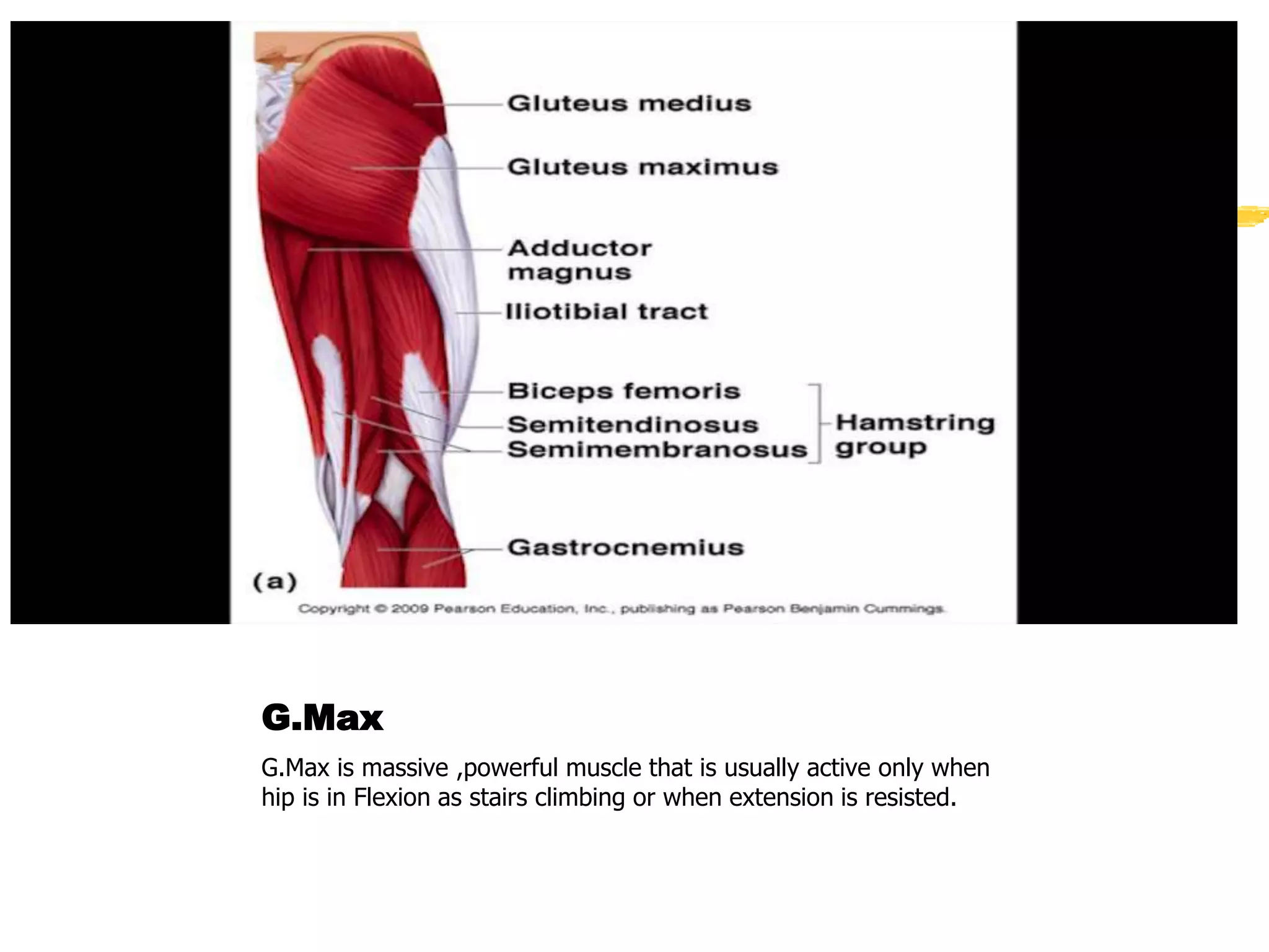 Biomechanics of lower Limb | PPT