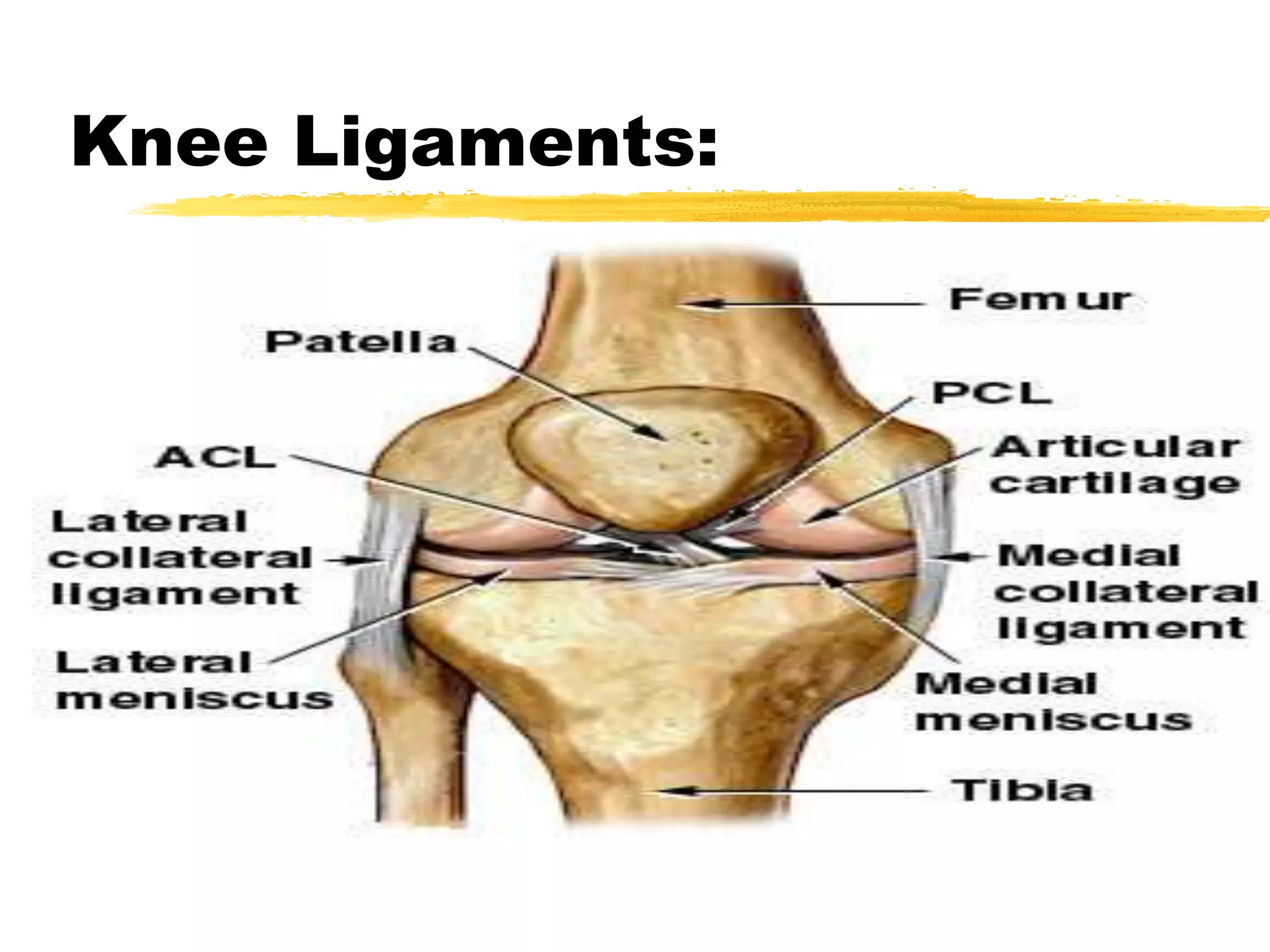 Biomechanics of lower Limb | PPT