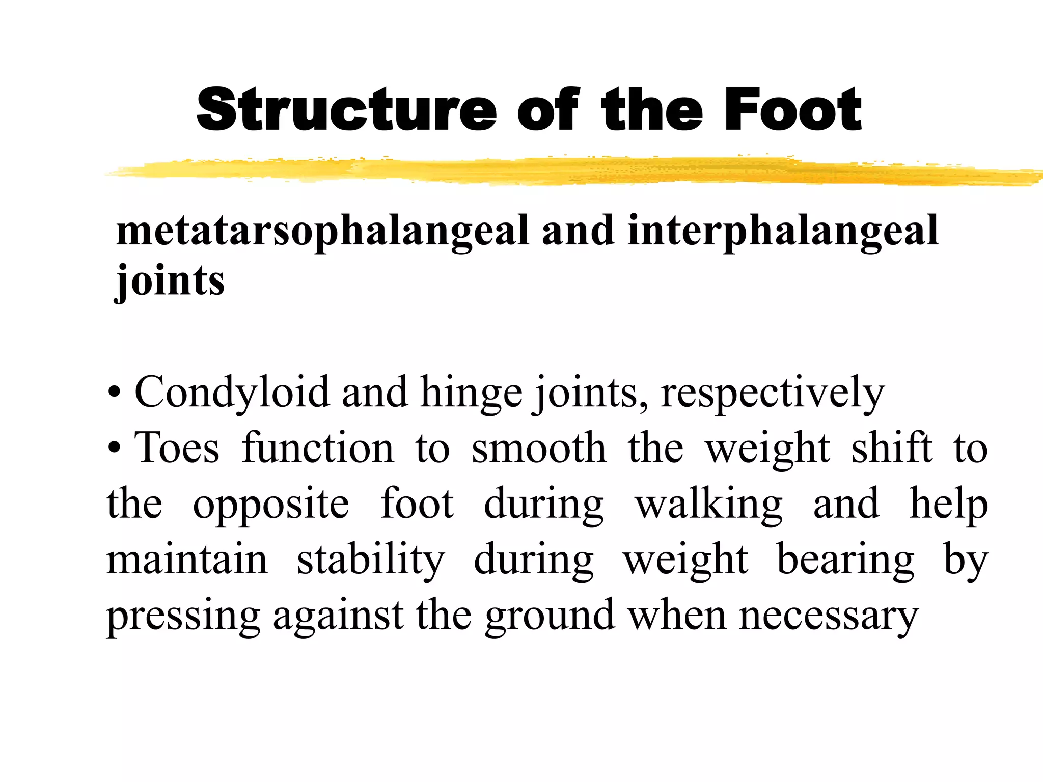 Biomechanics of lower Limb | PPT