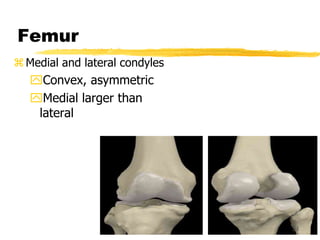 Biomechanics of lower Limb | PPT