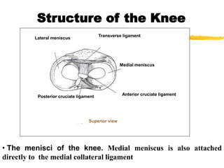 Biomechanics of lower Limb | PPT