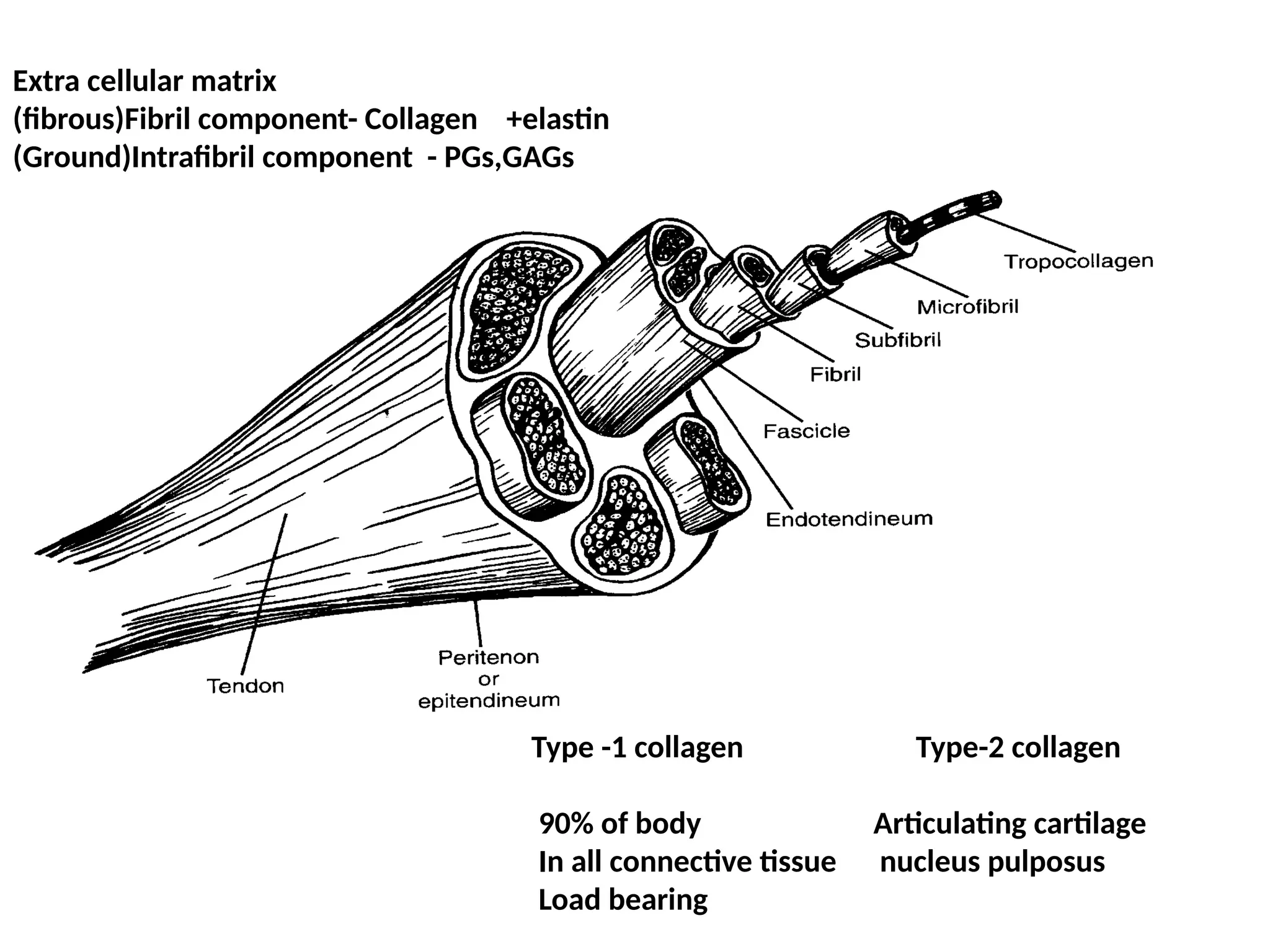 Biomechanics_of_Ligament_and_Tendon[1].pptx