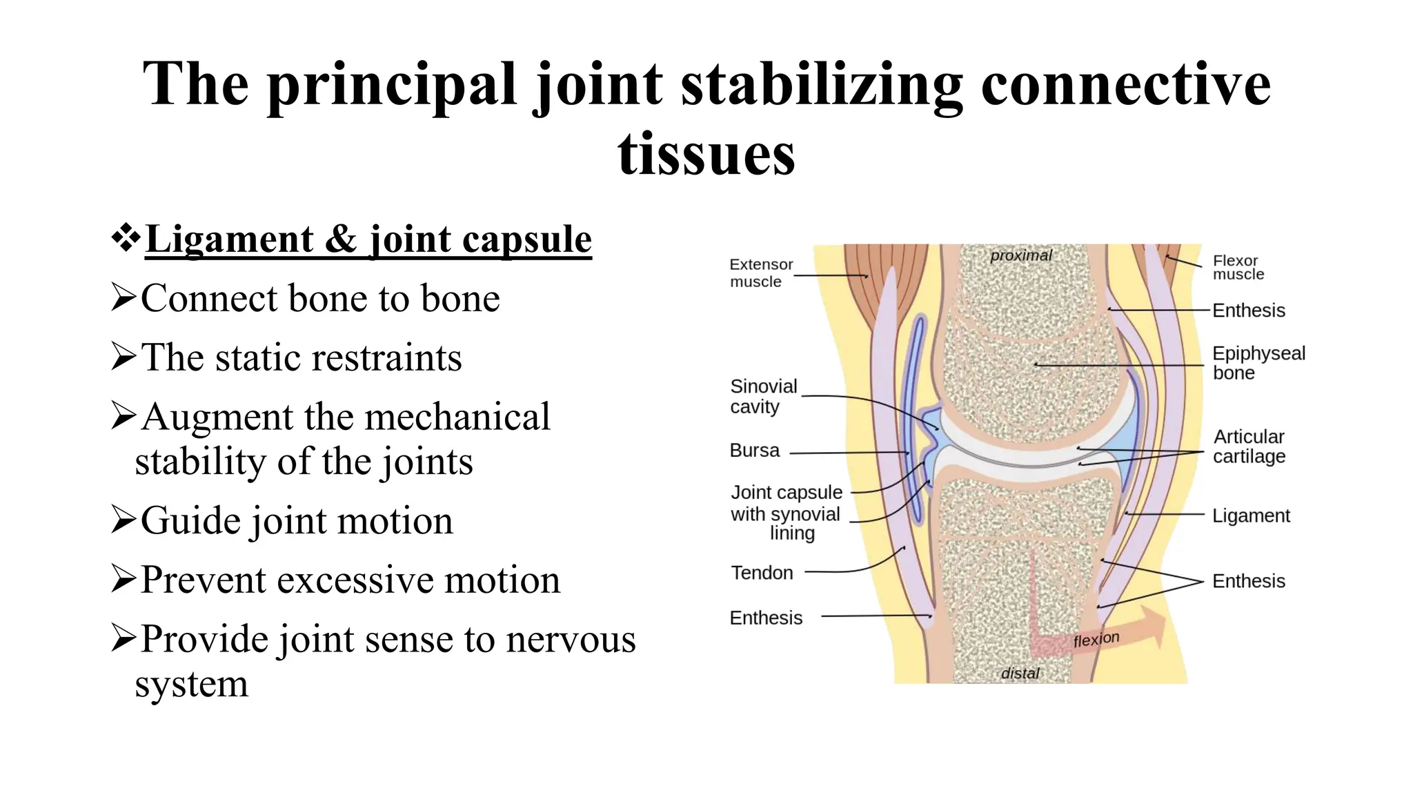 BIOMECHANICS OF LIGAMENT AND TENDONS.pptx